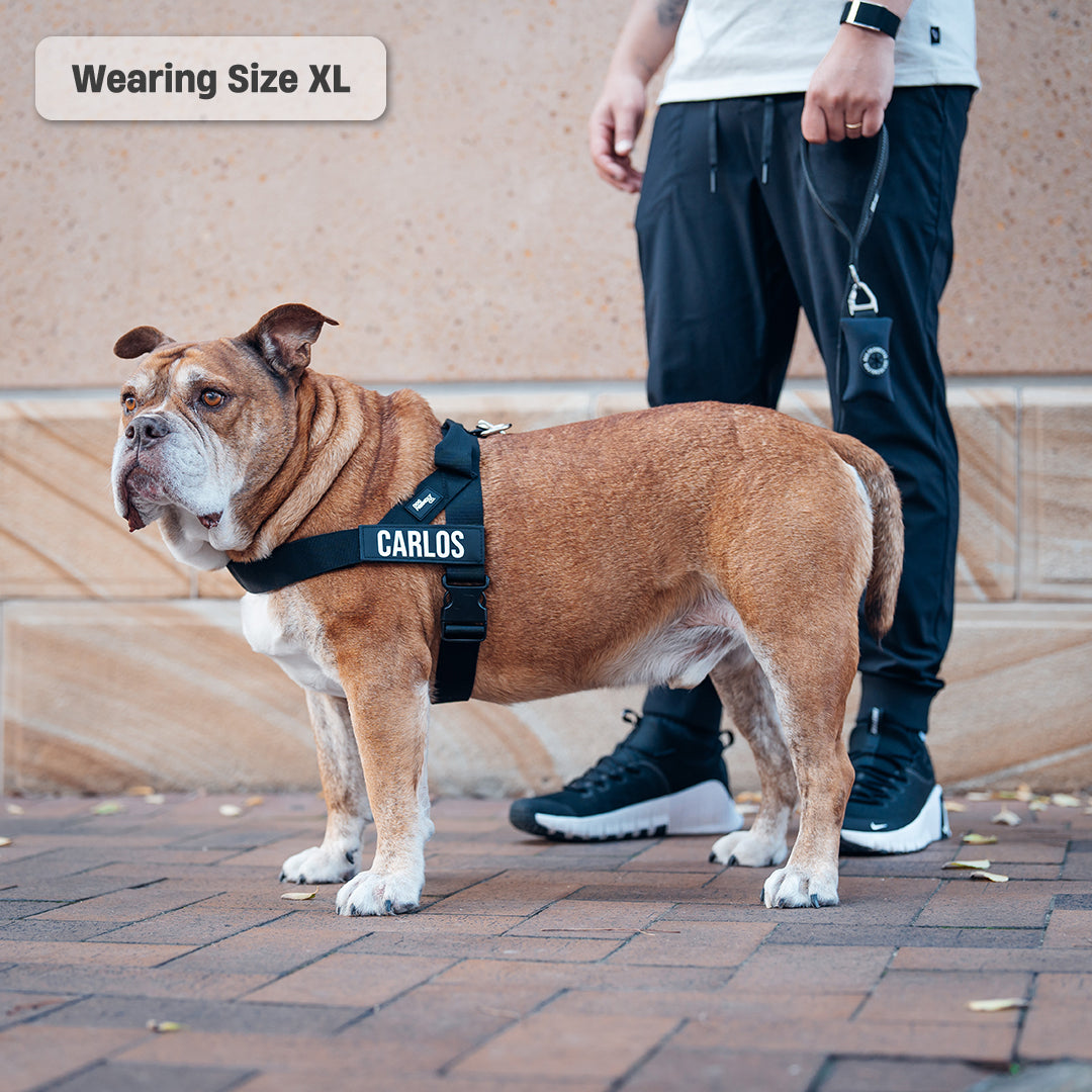 Dog Signature Kit, Harness & Leash Bundle – Dog Friendly Co Influencers